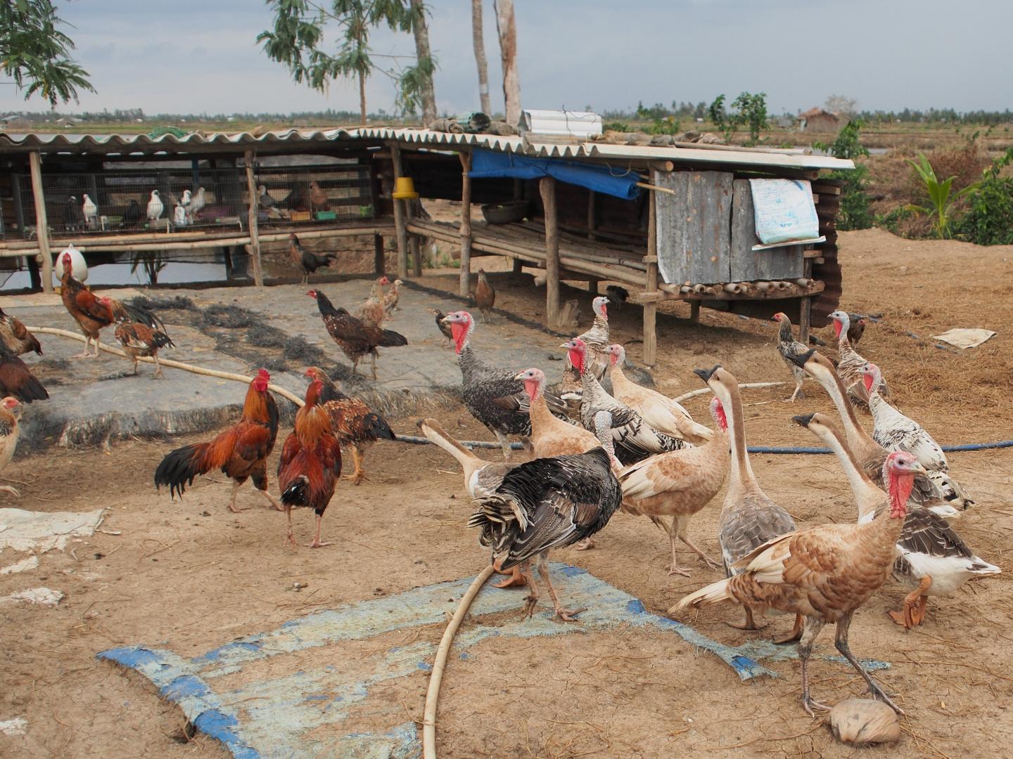 Poultry Farm [IMAGE] | EurekAlert! Science News Releases