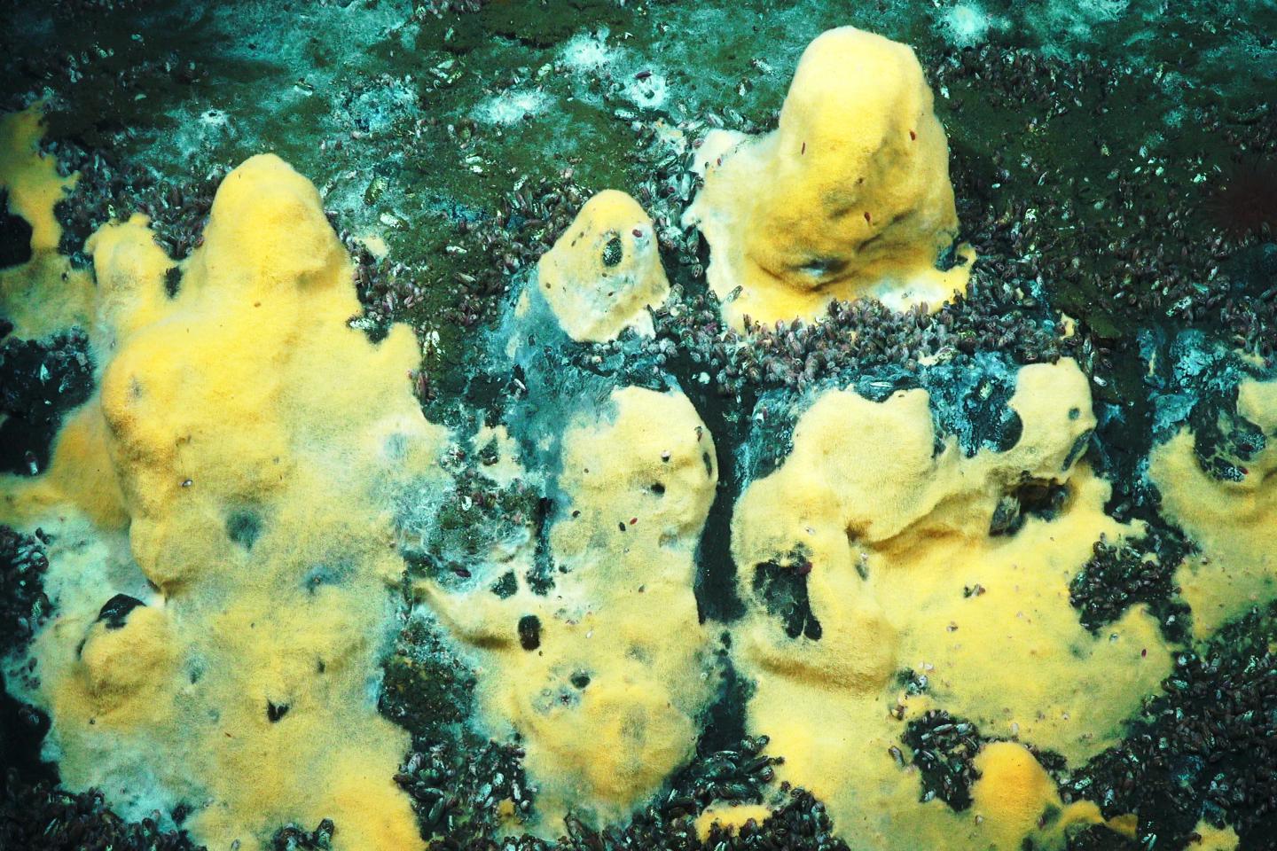 The Point Dume methane seep [IMAGE] | EurekAlert! Science News Releases