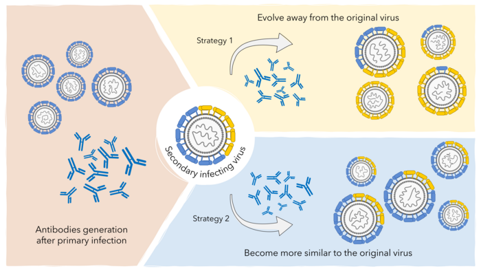 Computational analysis shows how dengue virus | EurekAlert!