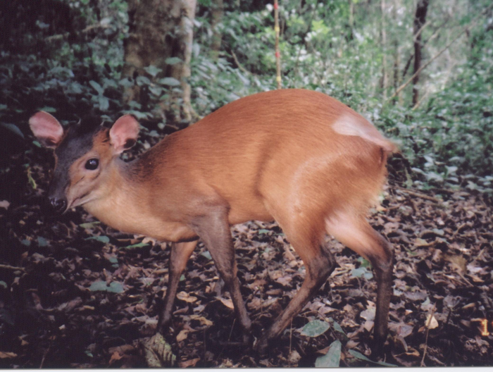 Harvey’s duike [IMAGE] | EurekAlert! Science News Releases