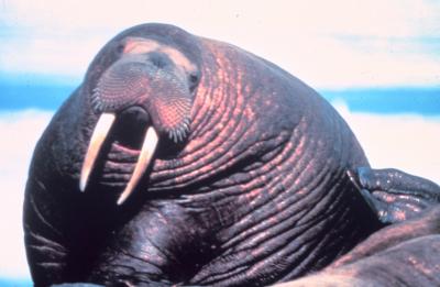 Walrus in Bering Sea, Alaska [IMAGE] | EurekAlert! Science News Releases