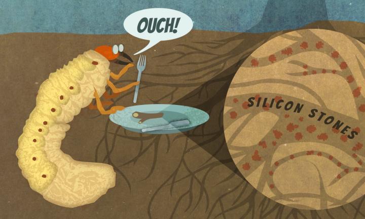 Adding Silicon to Soil to Stre [IMAGE] | EurekAlert! Science News Releases