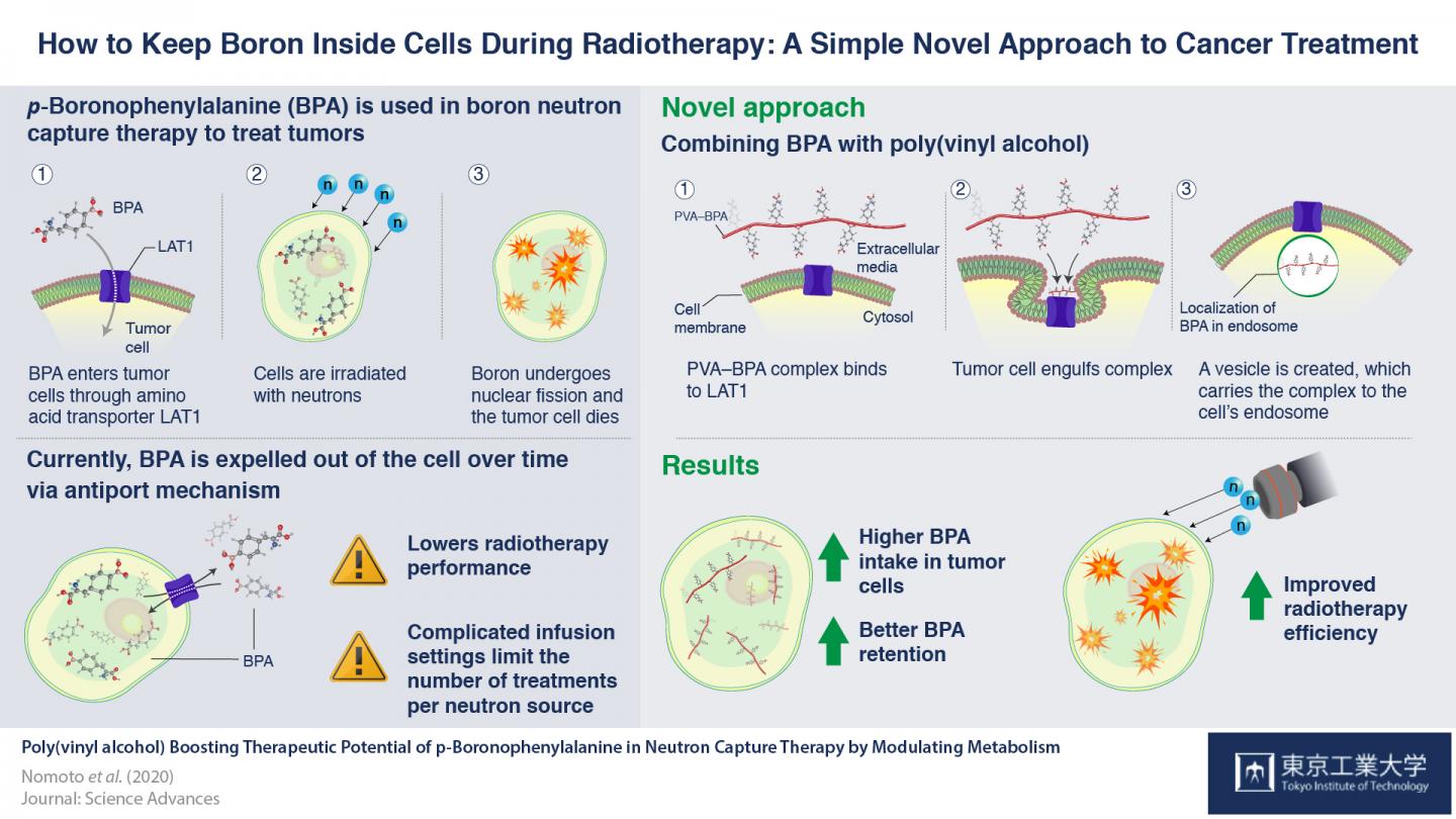 How to keep boron inside cells during radioth | EurekAlert!