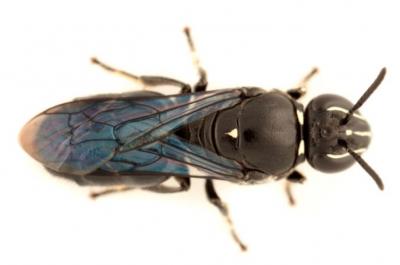 Rare native Australian bee [IMAGE] | EurekAlert! Science News Releases