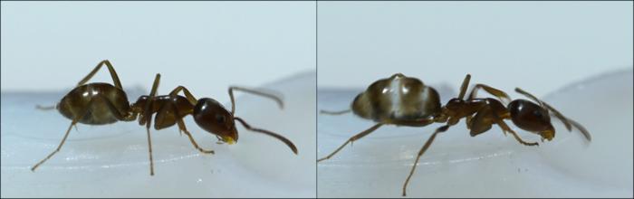 Ant before and after drinking [IMAGE] | EurekAlert! Science News Releases