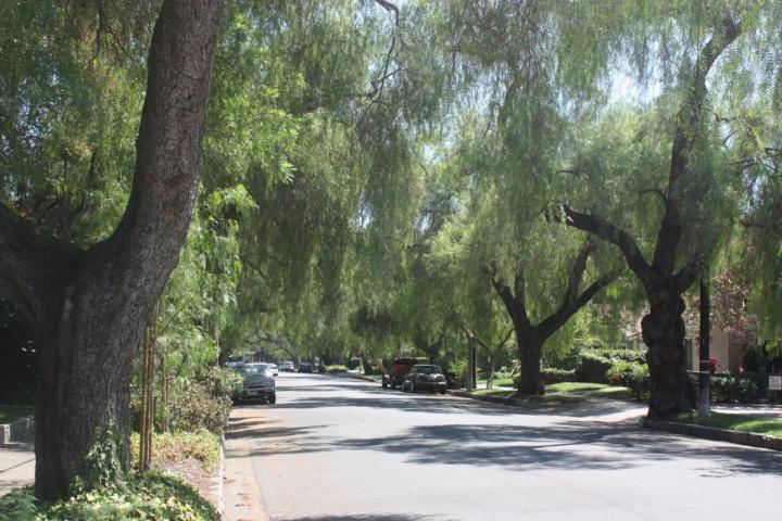 California 'street tree' benefits valued at $ | EurekAlert!