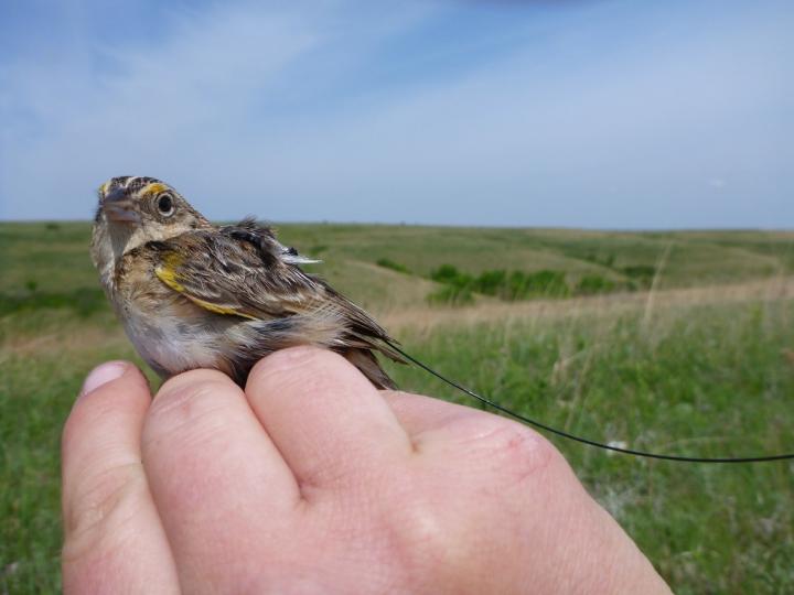 Grassland sparrows constantly searching for a | EurekAlert!