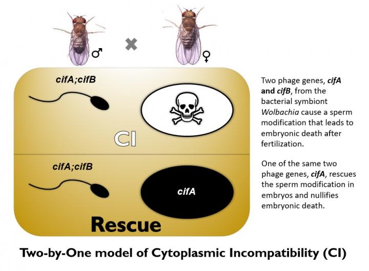 Fight against Zika, dengue get boost from rel | EurekAlert!
