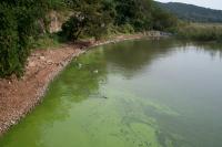 Algae blooms create their own favorable condi | EurekAlert!