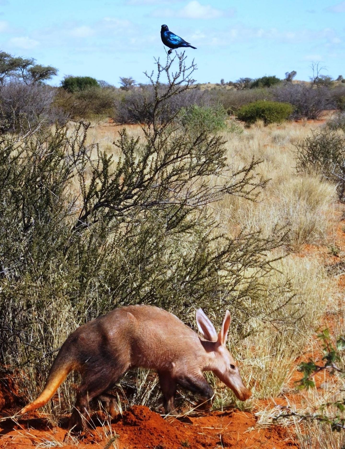 Aardvarks' fate points to worrying consequenc | EurekAlert!