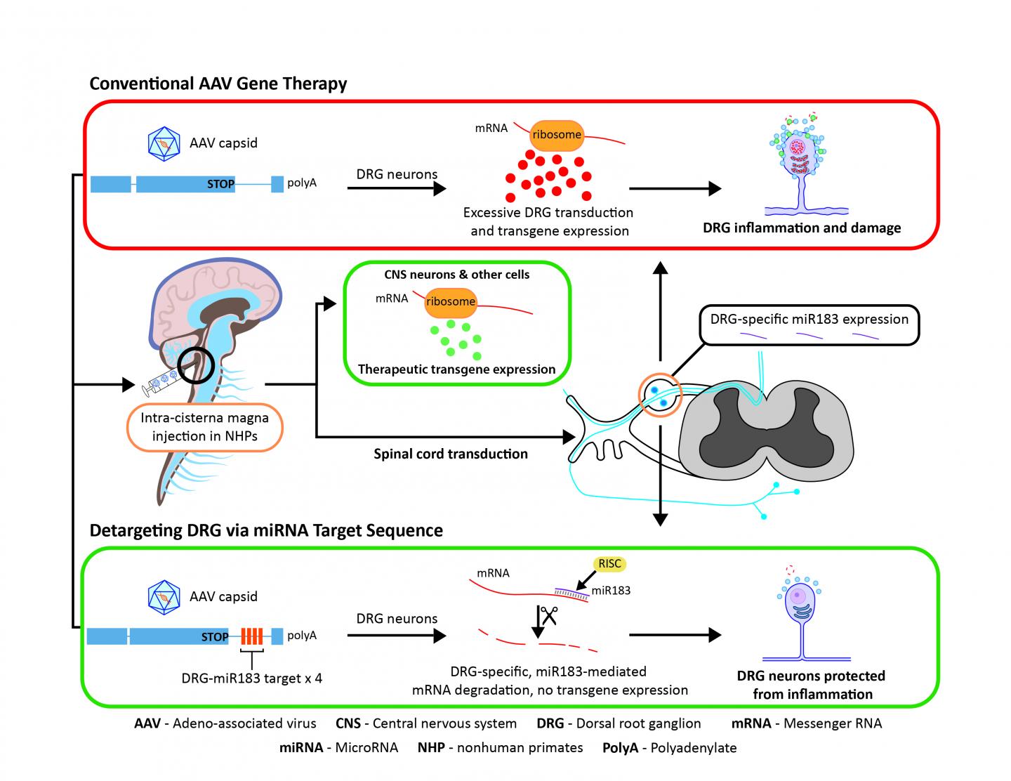 Modified Viral Vectors Could M [IMAGE] | EurekAlert! Science News Releases