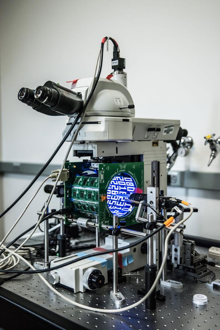 Fruit Fly Simulator [IMAGE] | EurekAlert! Science News Releases