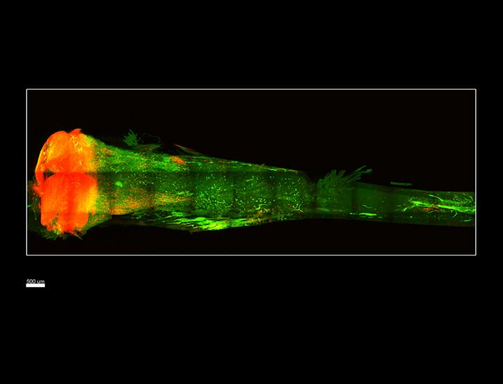 Cleared Mouse Tibia [IMAGE] | EurekAlert! Science News Releases