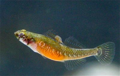 Two-Spotted Goby Female [IMAGE] | EurekAlert! Science News Releases