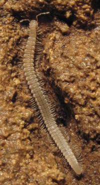 Genetic study of cave millipedes reveals isol | EurekAlert!