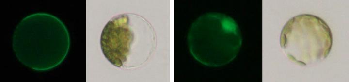 Tam3 Transposase Detained With [IMAGE] | EurekAlert! Science News Releases