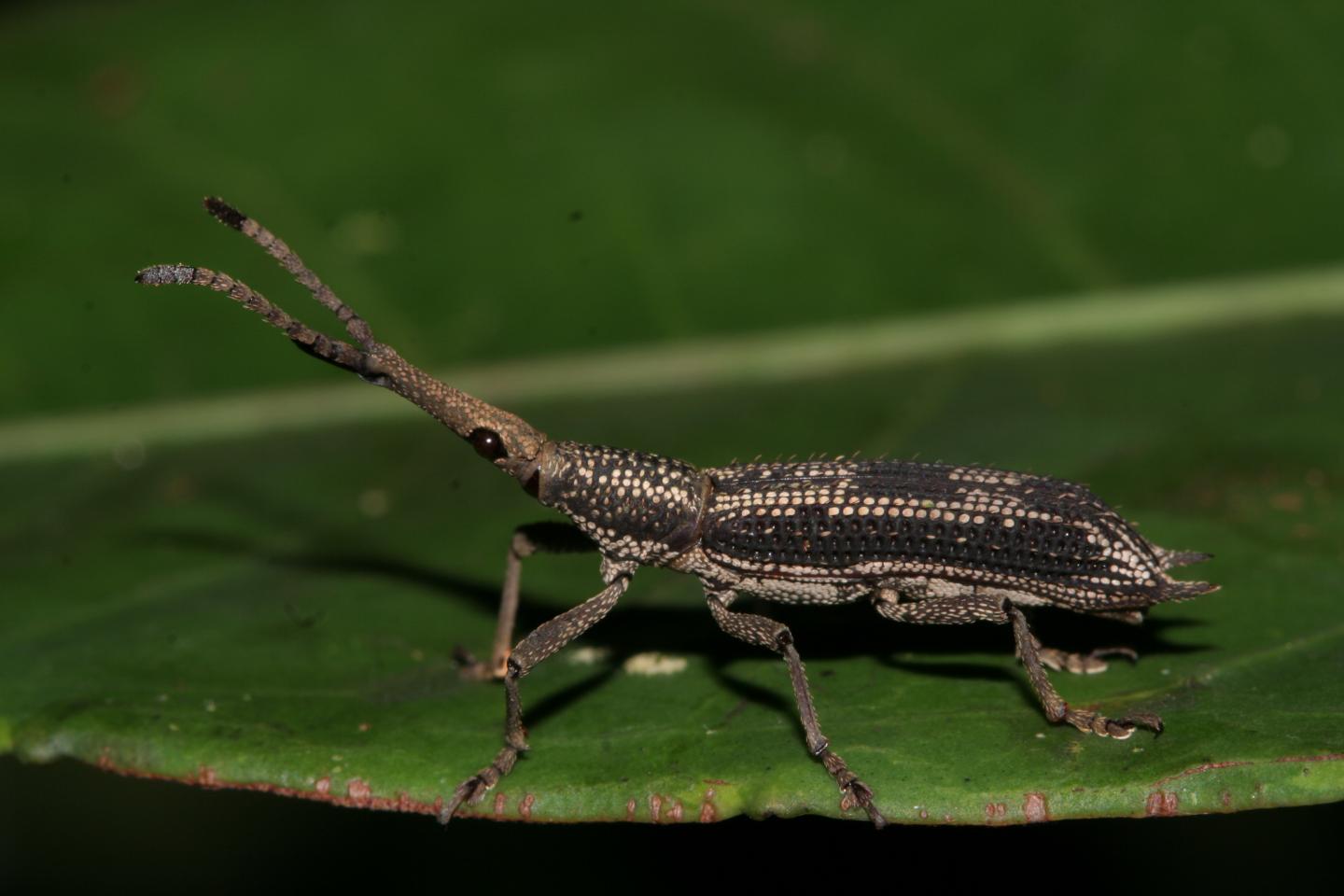 Indonesian Weevil [IMAGE] | EurekAlert! Science News Releases