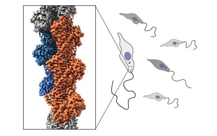 Structure Of Actin Filament Fr [image] Eurekalert Science News Releases