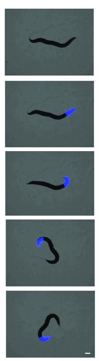 Georgia Tech Worm Coiling [IMAGE] | EurekAlert! Science News Releases