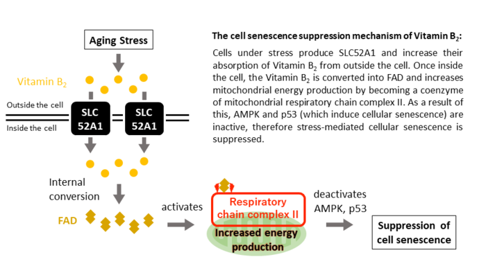 A newly discovered anti-senescence function o | EurekAlert!