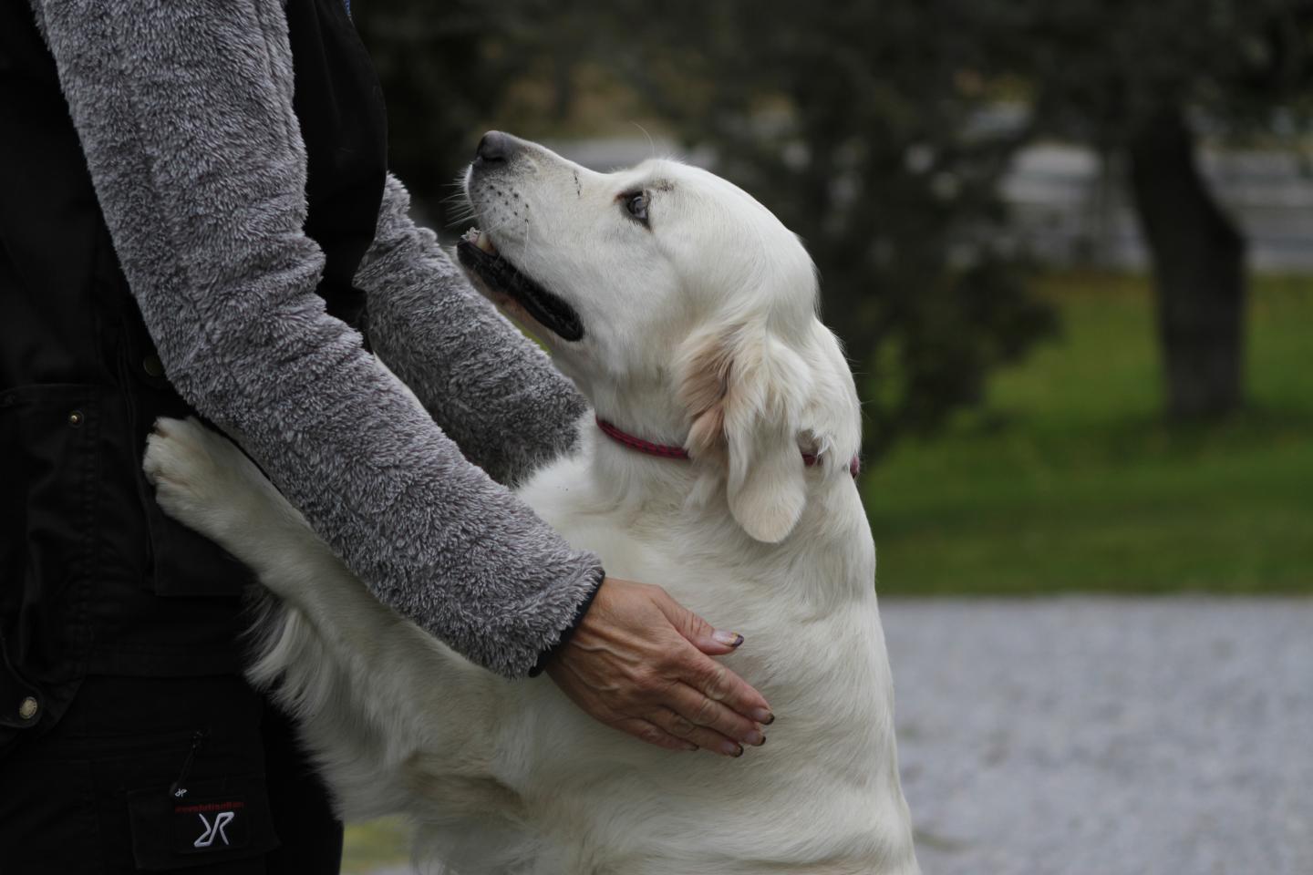 Dog Human Contact [IMAGE] | EurekAlert! Science News Releases