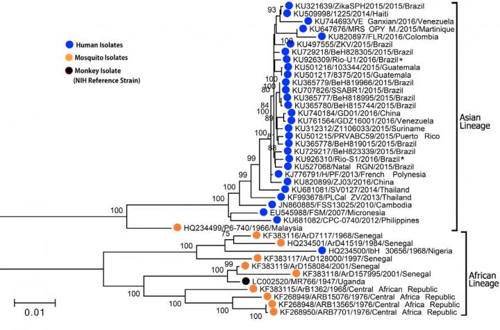 The genetic evolution of Zika virus | EurekAlert!