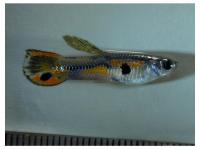 Yes, ecology shapes evolution, but guppies sh | EurekAlert!