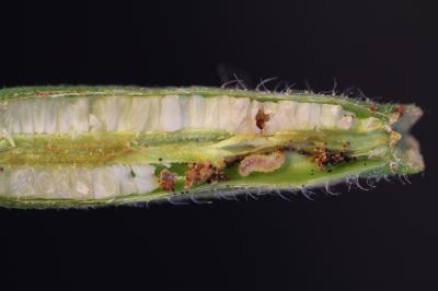 Specialist Seed Predator [IMAGE] | EurekAlert! Science News Releases