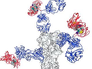Fighting Flu [IMAGE] | EurekAlert! Science News Releases