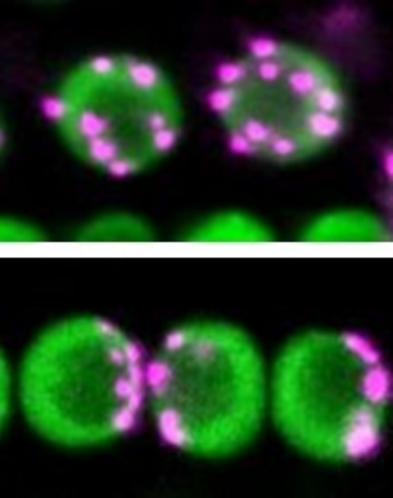 non-Rabl and Rabl configuratio [IMAGE] | EurekAlert! Science News Releases