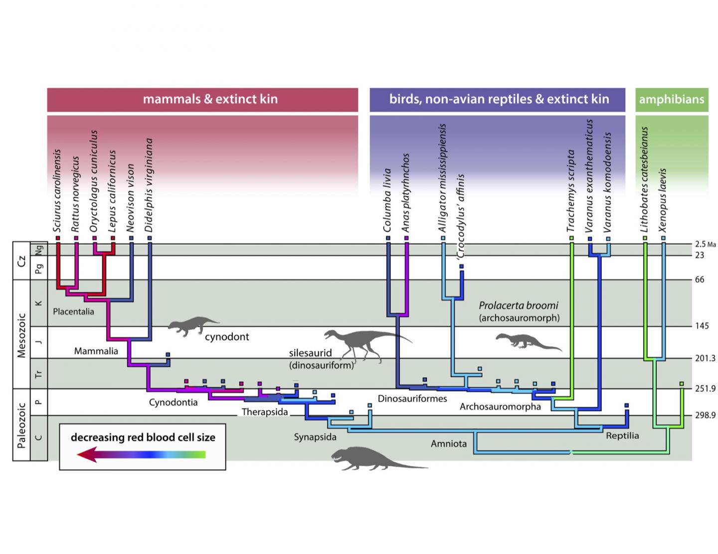 Evolutionary Tree of Ancestral [IMAGE] | EurekAlert! Science News Releases