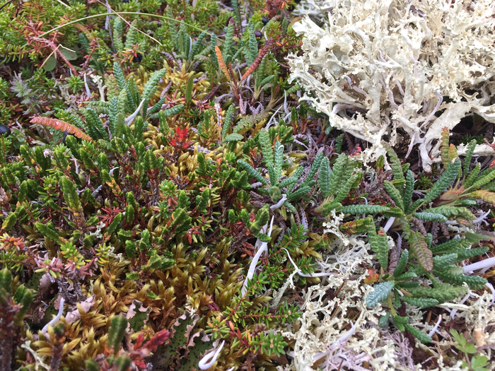 Dryas plants [IMAGE] | EurekAlert! Science News Releases