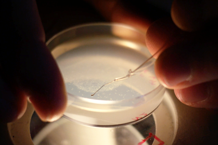 Worms on plate [IMAGE] | EurekAlert! Science News Releases