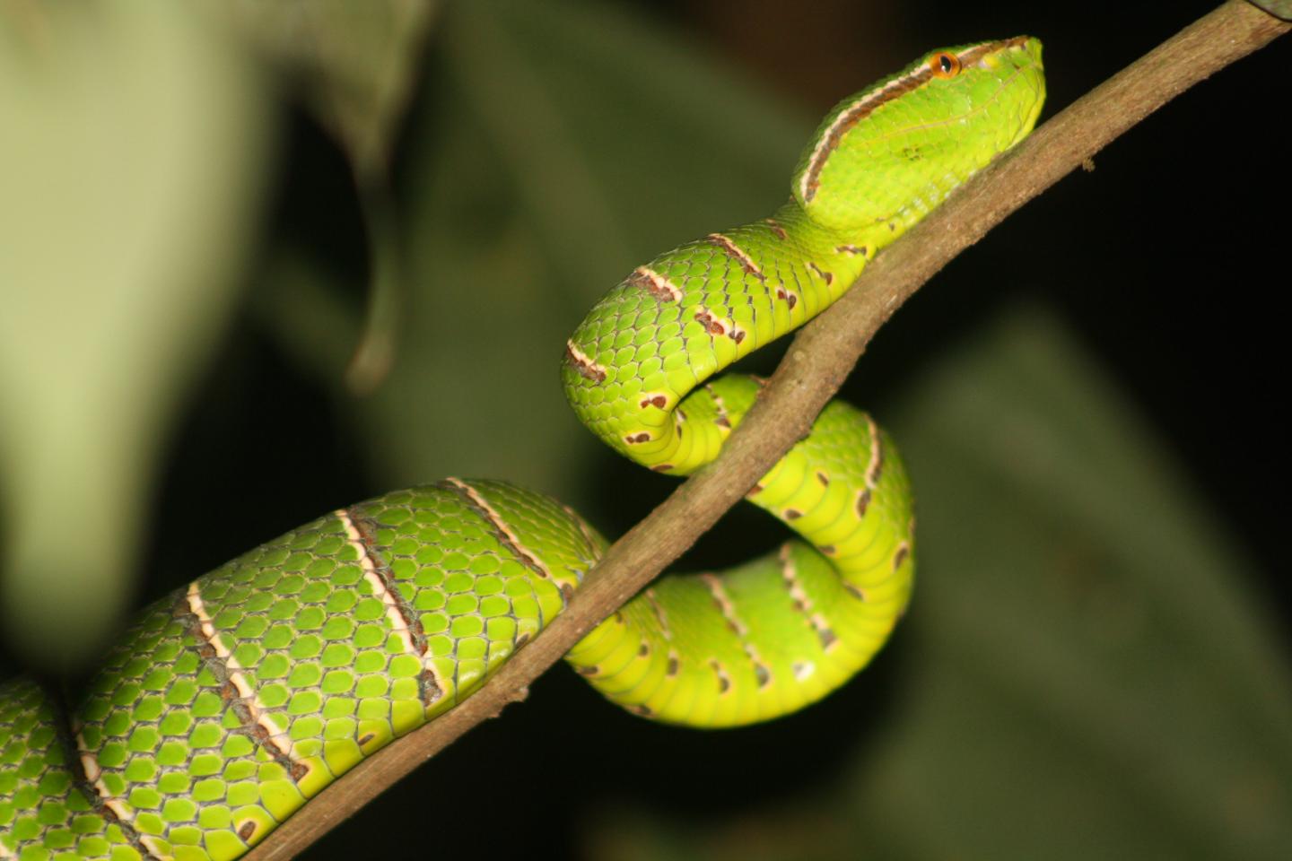 Bornean Keeled Pit Viper [IMAGE] | EurekAlert! Science News Releases