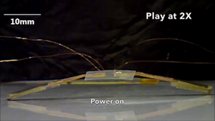 Robot “bugs” that can go just about anywhere | EurekAlert!