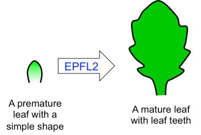 Leaf Teeth [IMAGE] | EurekAlert! Science News Releases