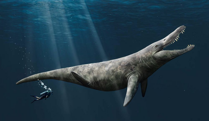 Abingdon pliosaur [IMAGE] | EurekAlert! Science News Releases