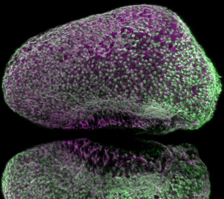 NSC brain image [IMAGE] | EurekAlert! Science News Releases