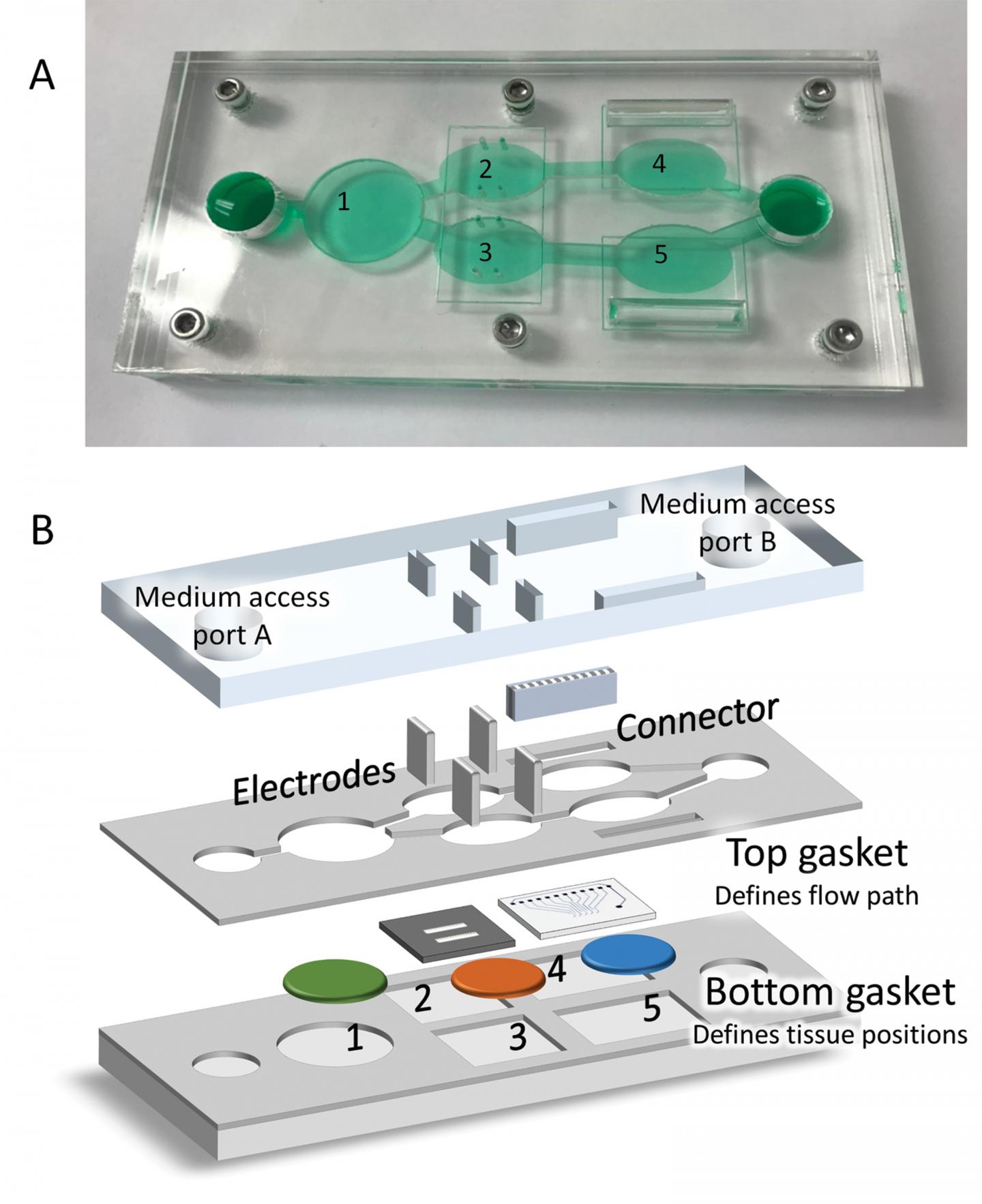 Hesperos' Body-On-A-Chip Syste [IMAGE] | EurekAlert! Science News Releases