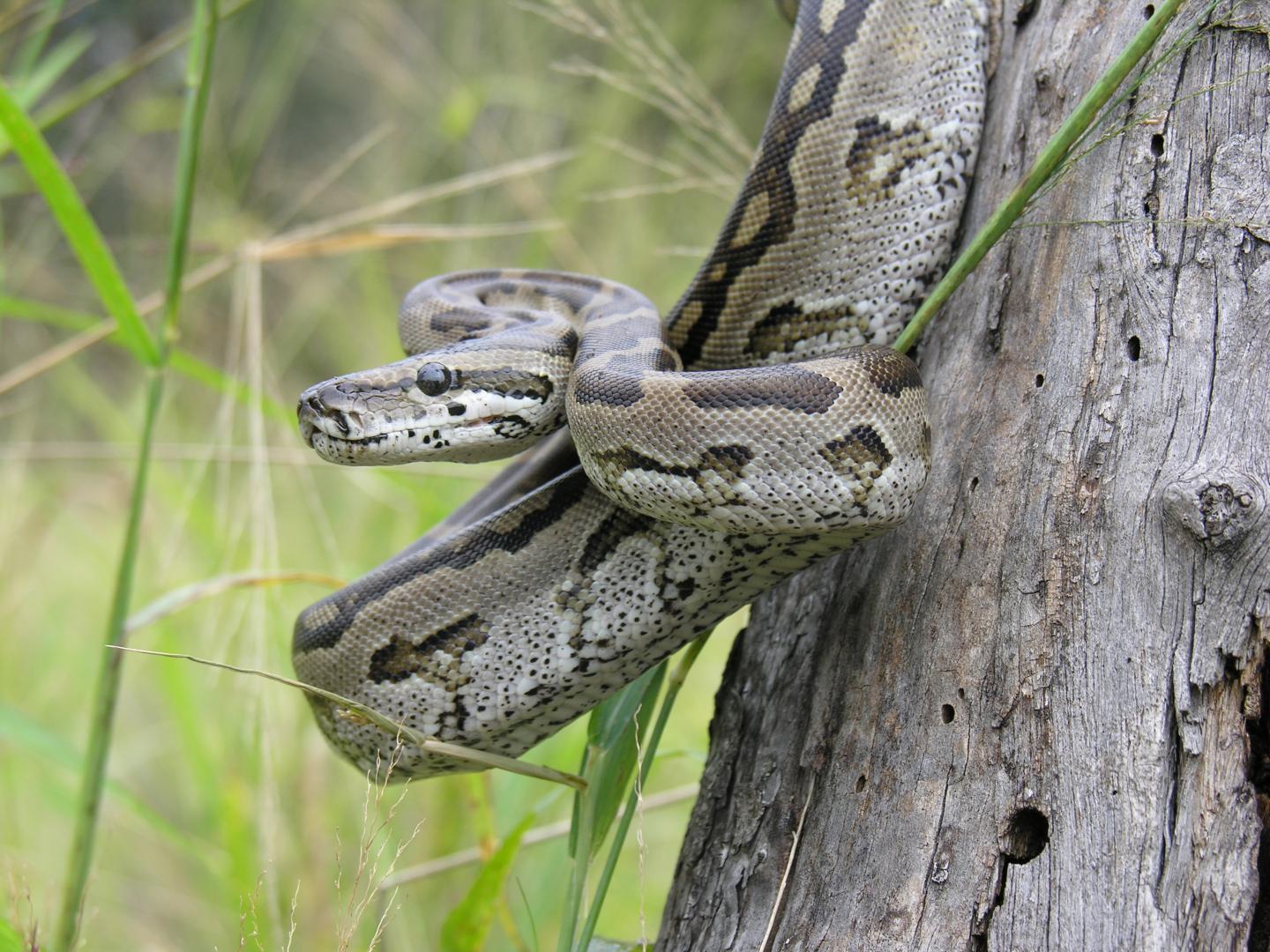 'Cold-blooded' pythons make for caring moms | EurekAlert!