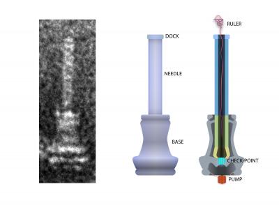 Salmonella Injectisome [IMAGE] | EurekAlert! Science News Releases