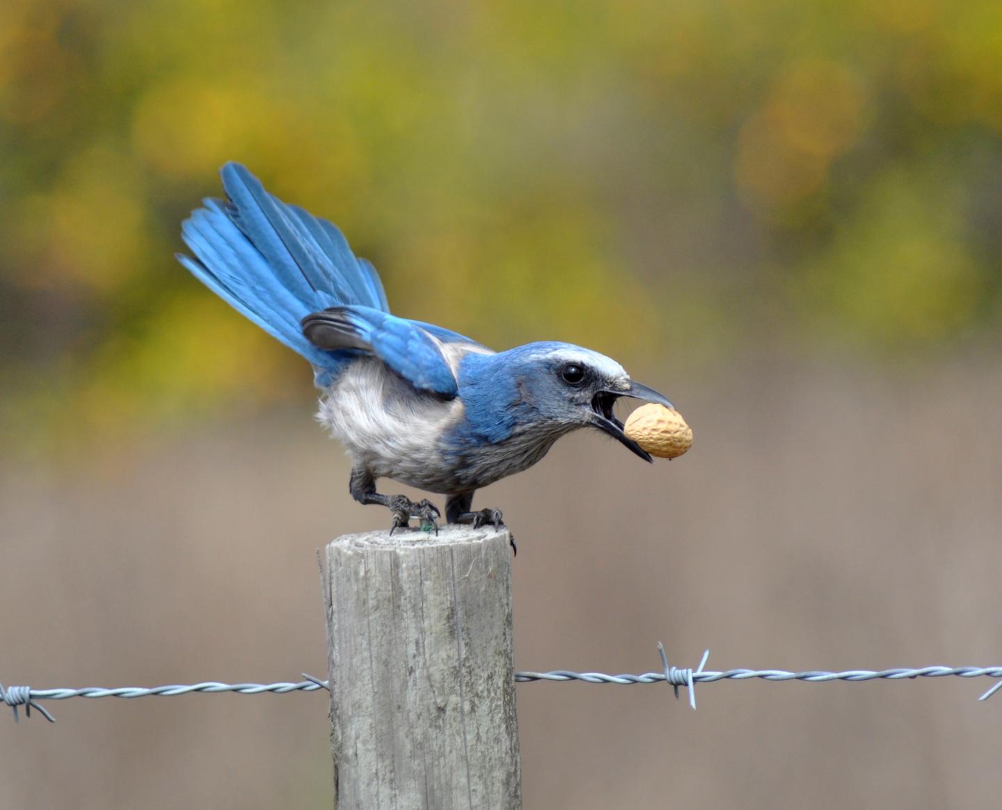 Florida Scrub-Jay [IMAGE] | EurekAlert! Science News Releases