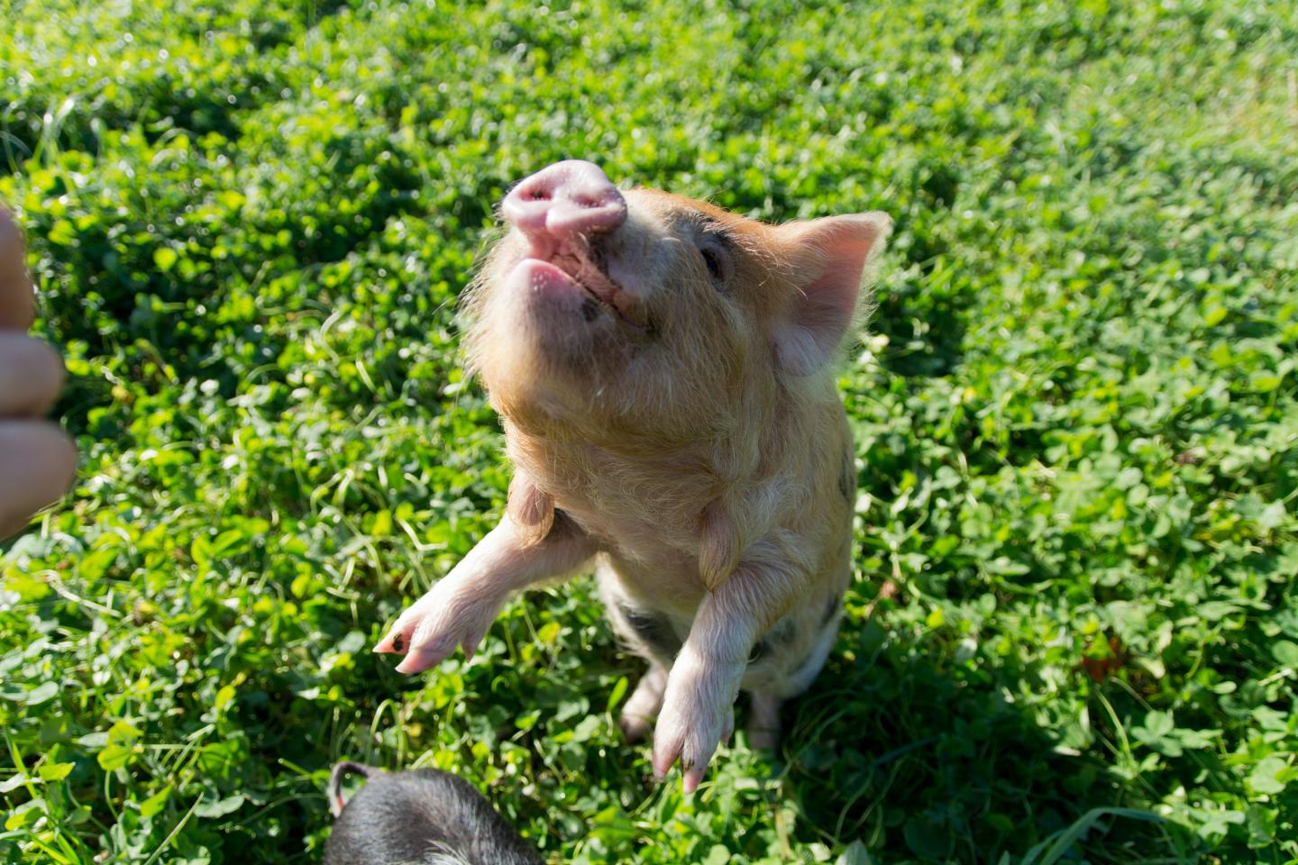 Kune Kune piglets possess social learning ski | EurekAlert!