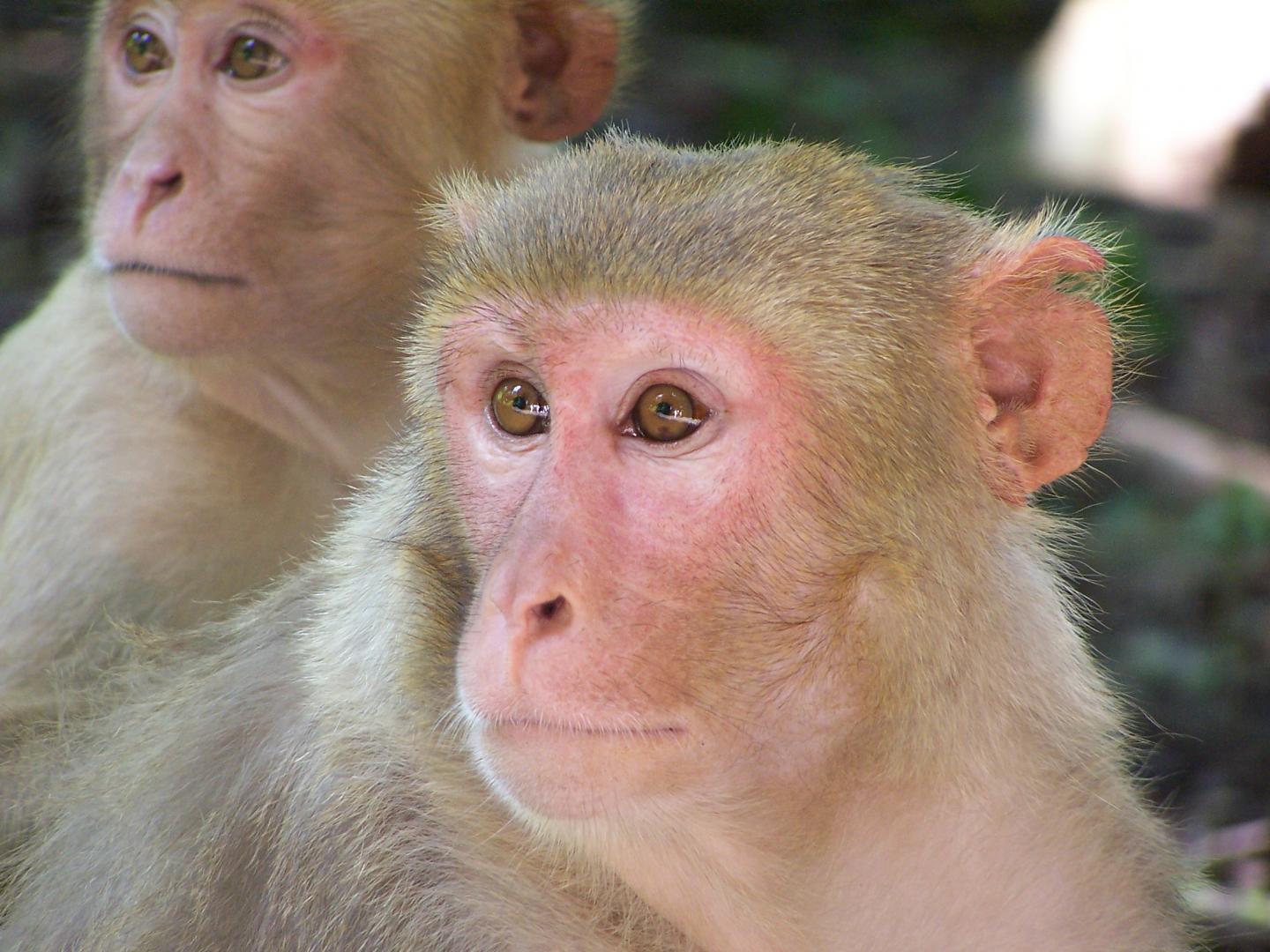 Rhesus macaque [IMAGE] | EurekAlert! Science News Releases