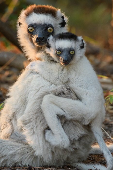 Verreaux's Sifaka [IMAGE] | EurekAlert! Science News Releases