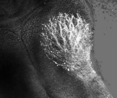 Tadpole Brain Tissue [IMAGE] | EurekAlert! Science News Releases