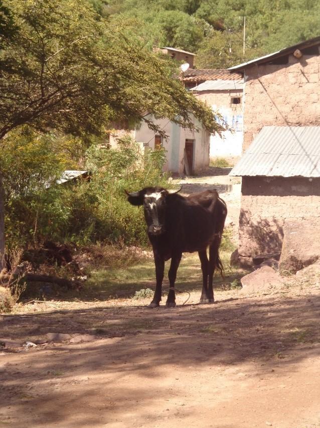 Vampire bat rabies kills hundreds of cattle a | EurekAlert!