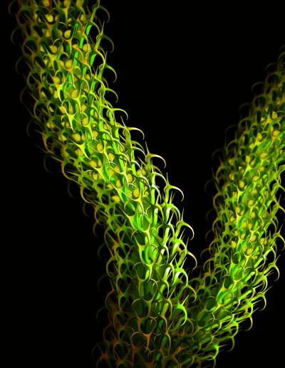 Fossil Lycopod Leclercqia s [IMAGE] | EurekAlert! Science News Releases