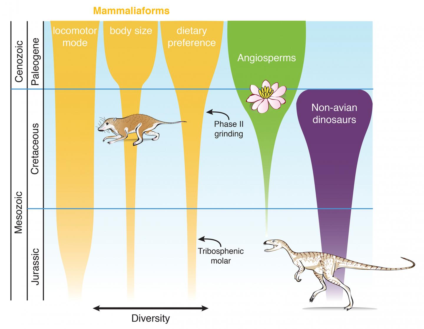 Ecological structure of mammal communities ac | EurekAlert!