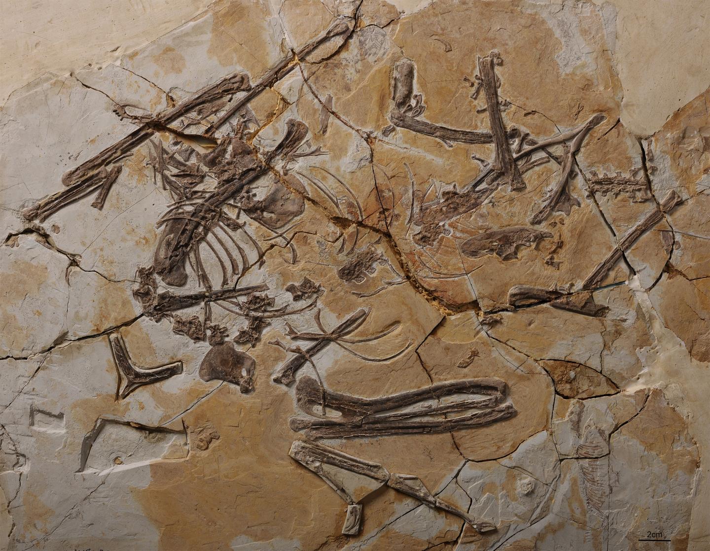 Sapeornis chaoyangensis [IMAGE] | EurekAlert! Science News Releases